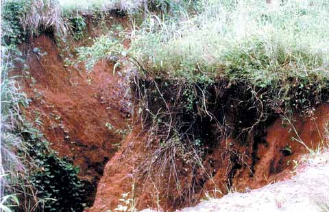 Ravaged by erosion: Sad tale of Imo communities - Vanguard News
