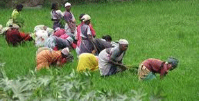 Africa’s rice stakeholders root for mechanization - Vanguard News