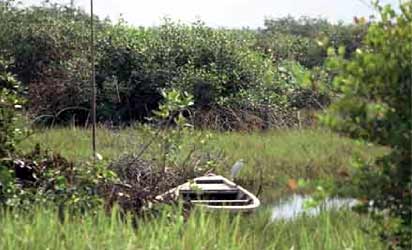 How to build on swamp - Vanguard News