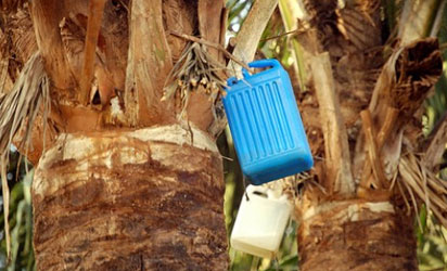 How we drink palm wine - Vanguard News