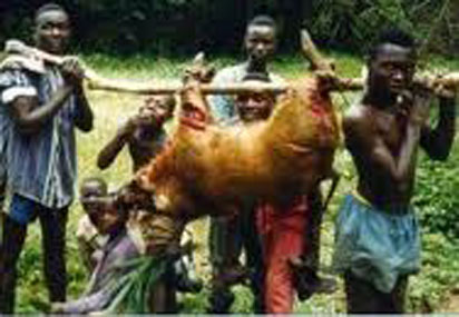 Ebola: Sellers eat bush meat publicly in Ibadan - Vanguard News