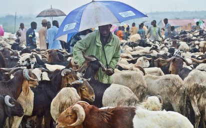 Amazing photos of rams a day to Sallah - Vanguard News