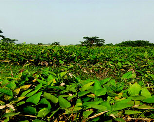 Sambisa Forest In Lagos! - Vanguard News