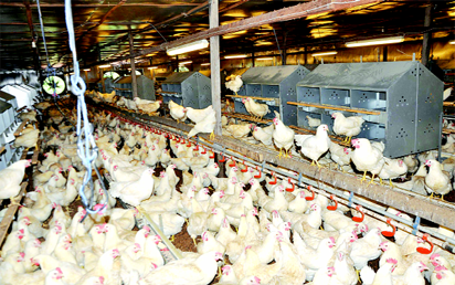 Mohaz group builds biggest poultry farm in South-east - Vanguard News