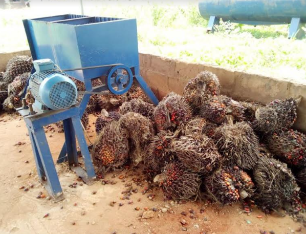 Edo Poly Usen commences oil palm milling, to develop palm plantation ...