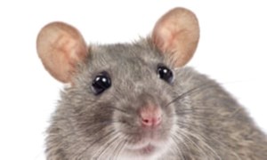 Rat delays flight for 12 hours in India - Vanguard News
