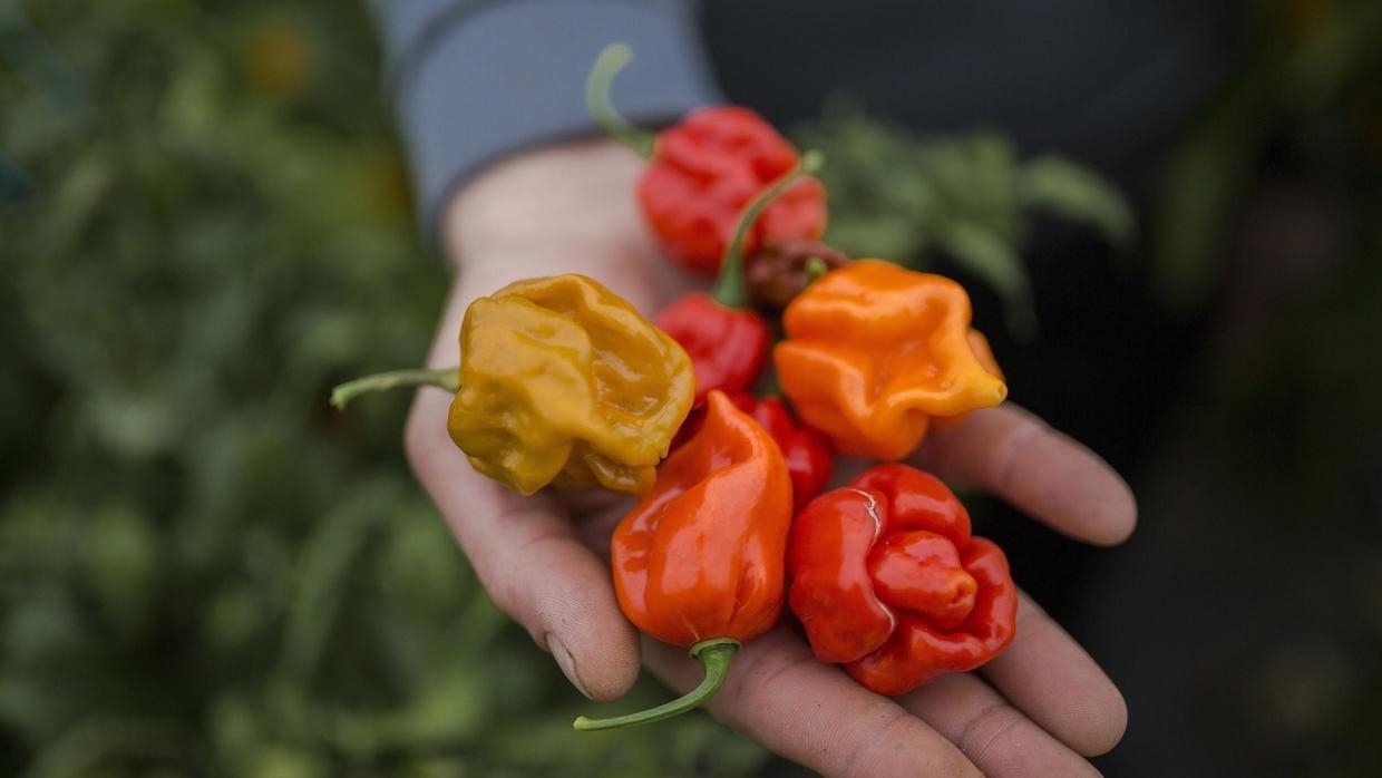 World's hottest peppers grow under Serbian snow - Vanguard News