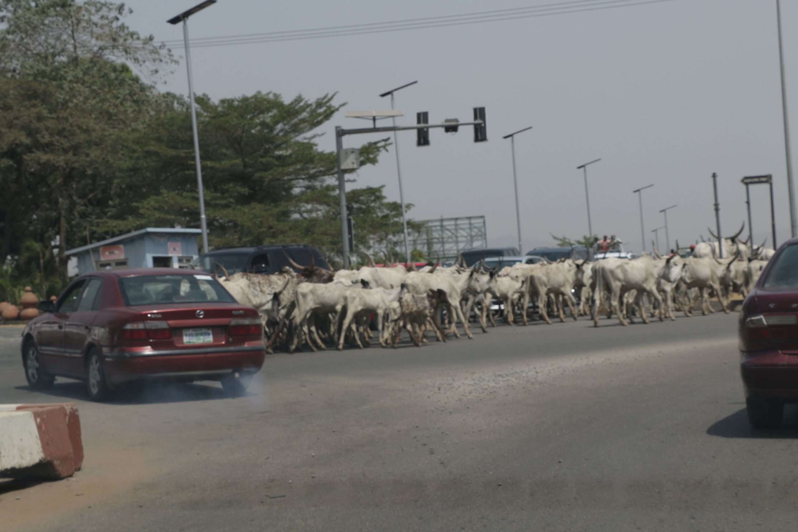 Federal Capital Cows: Cattle, motorists finding space on Abuja road