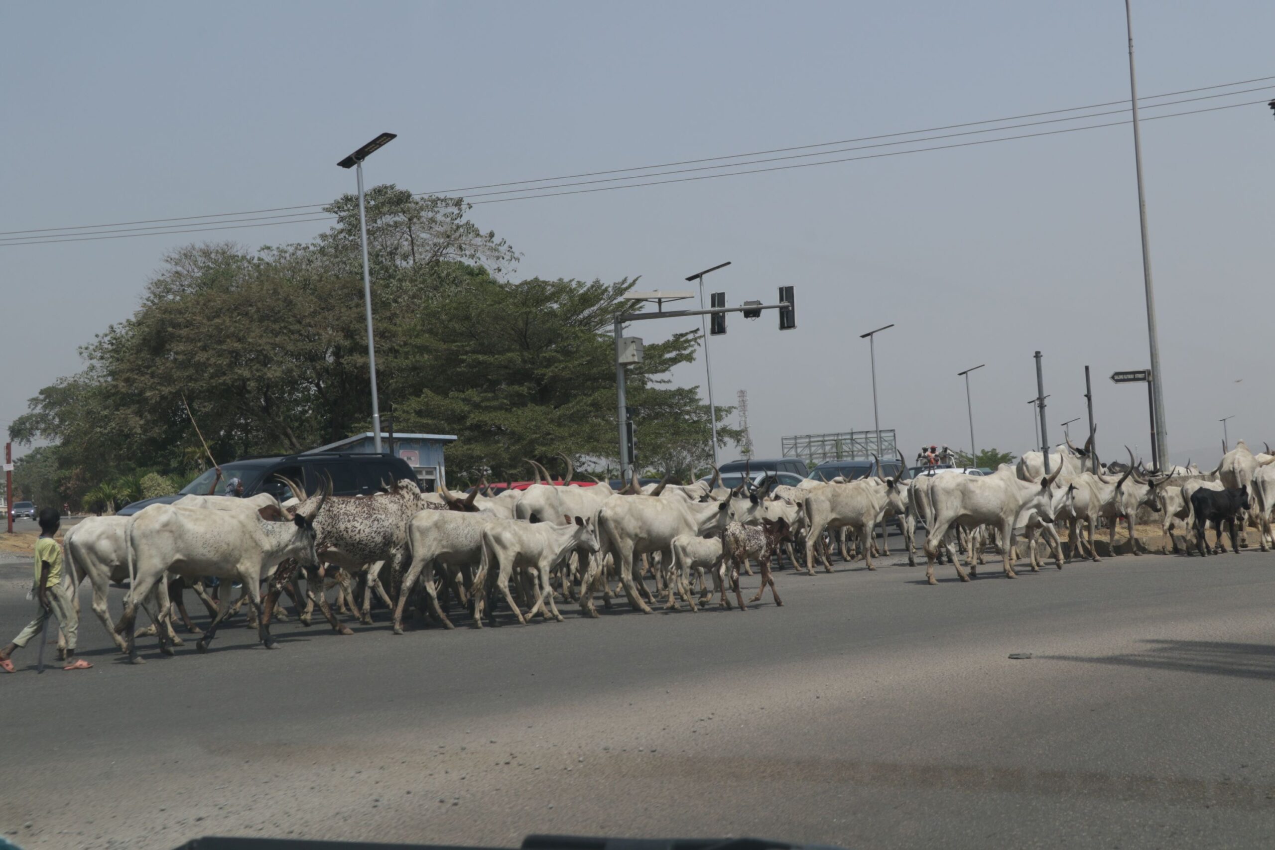 Federal Capital Cows: Cattle, motorists finding space on Abuja road